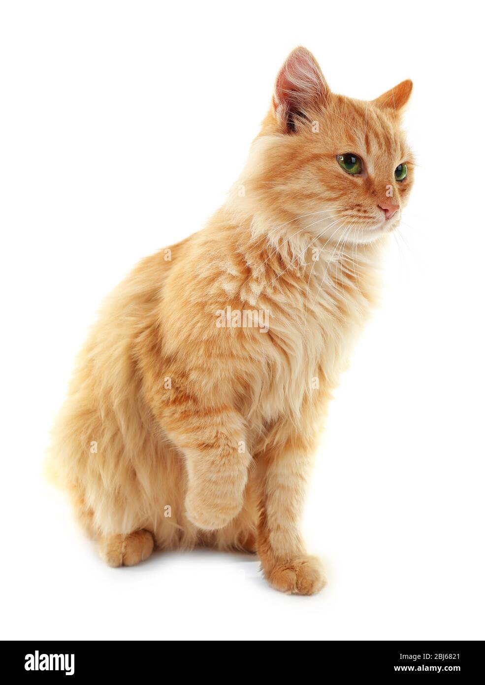 Fluffy red cat isolated on white background Stock Photo - Alamy