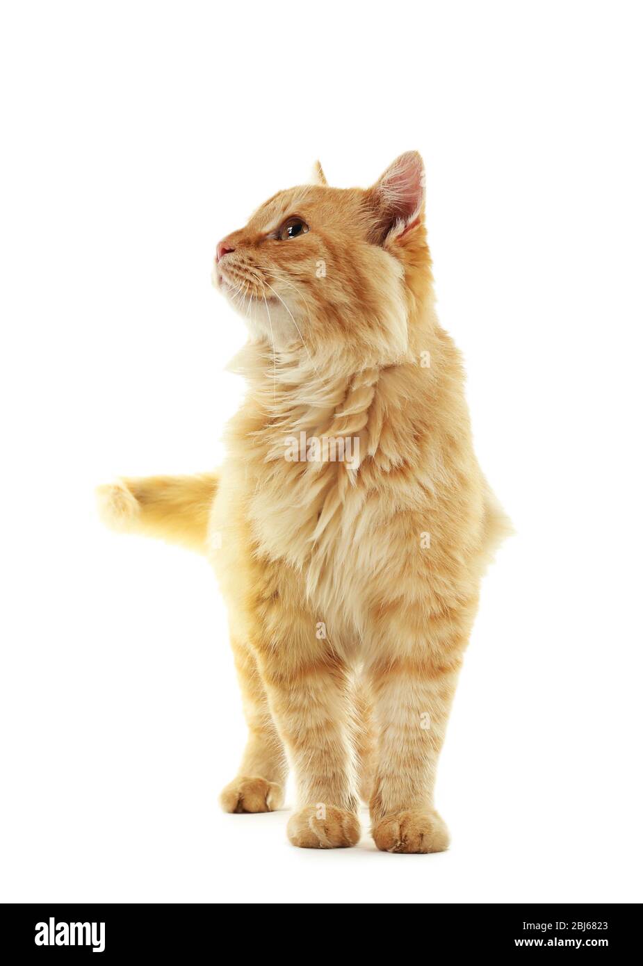 Fluffy red cat isolated on white background Stock Photo - Alamy
