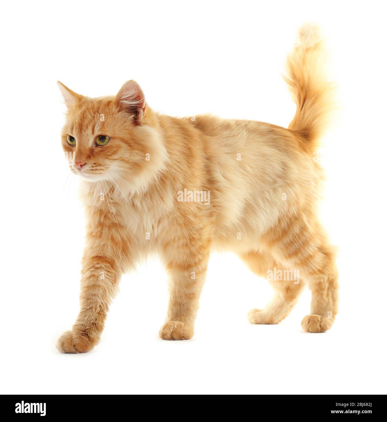 Fluffy red cat isolated on white background Stock Photo - Alamy