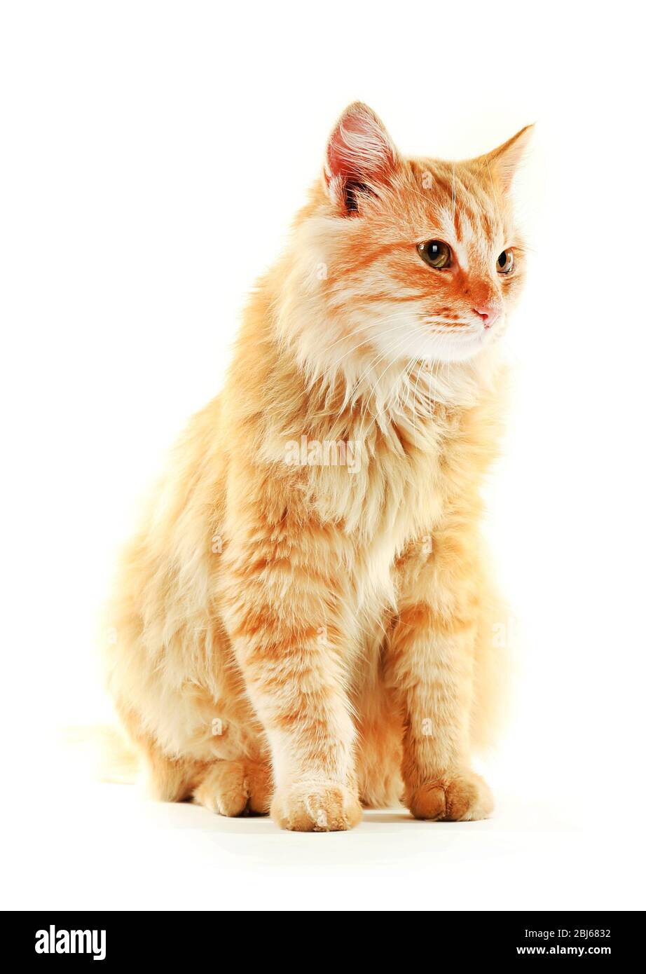 Fluffy red cat isolated on white background Stock Photo - Alamy