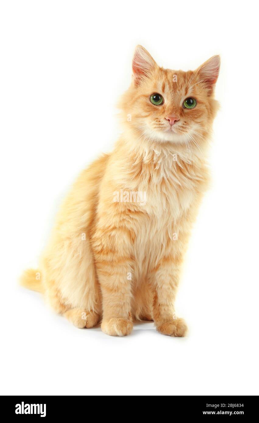 Fluffy red cat isolated on white background Stock Photo - Alamy