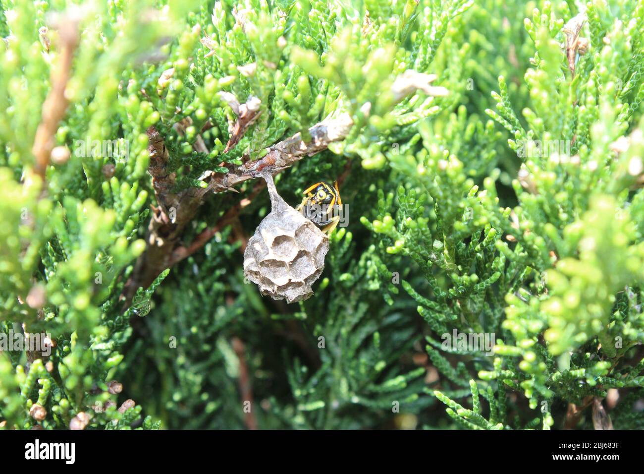 Paper wasp building a small nest Stock Photo - Alamy