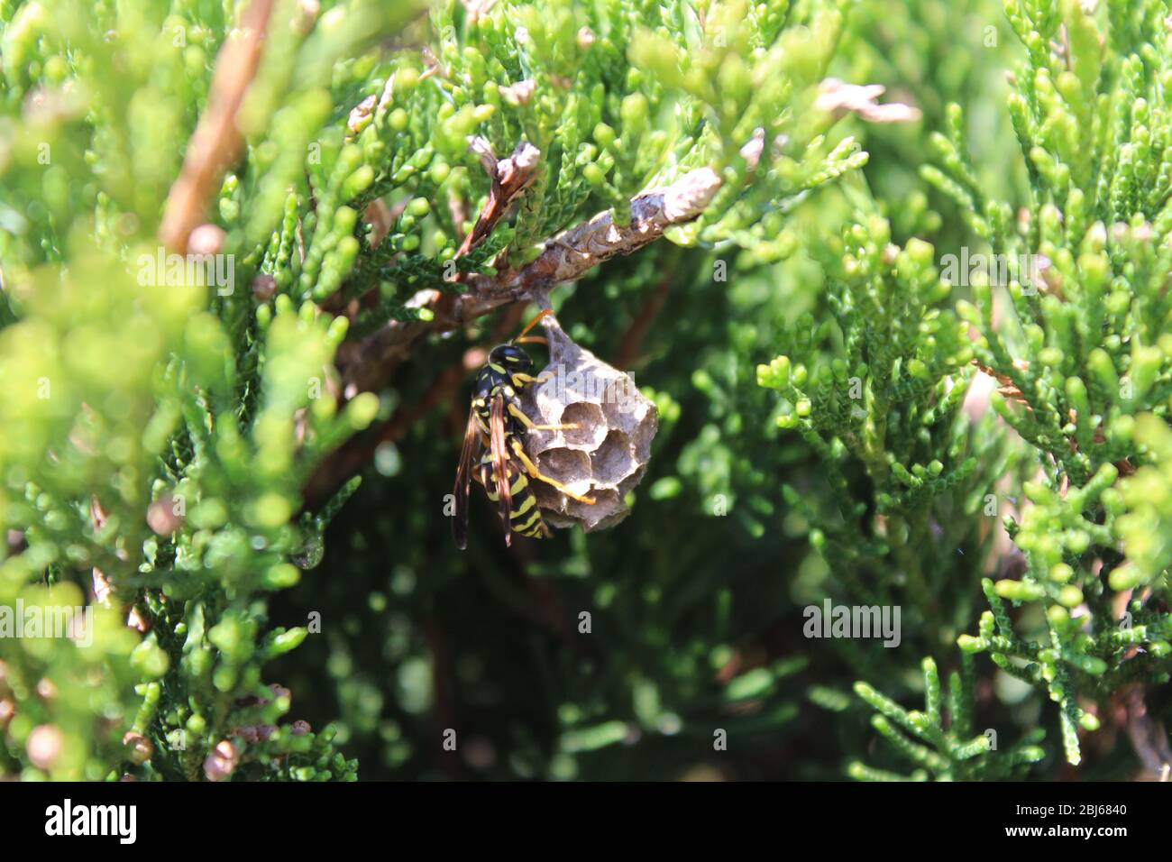 Paper wasp building a small nest Stock Photo - Alamy