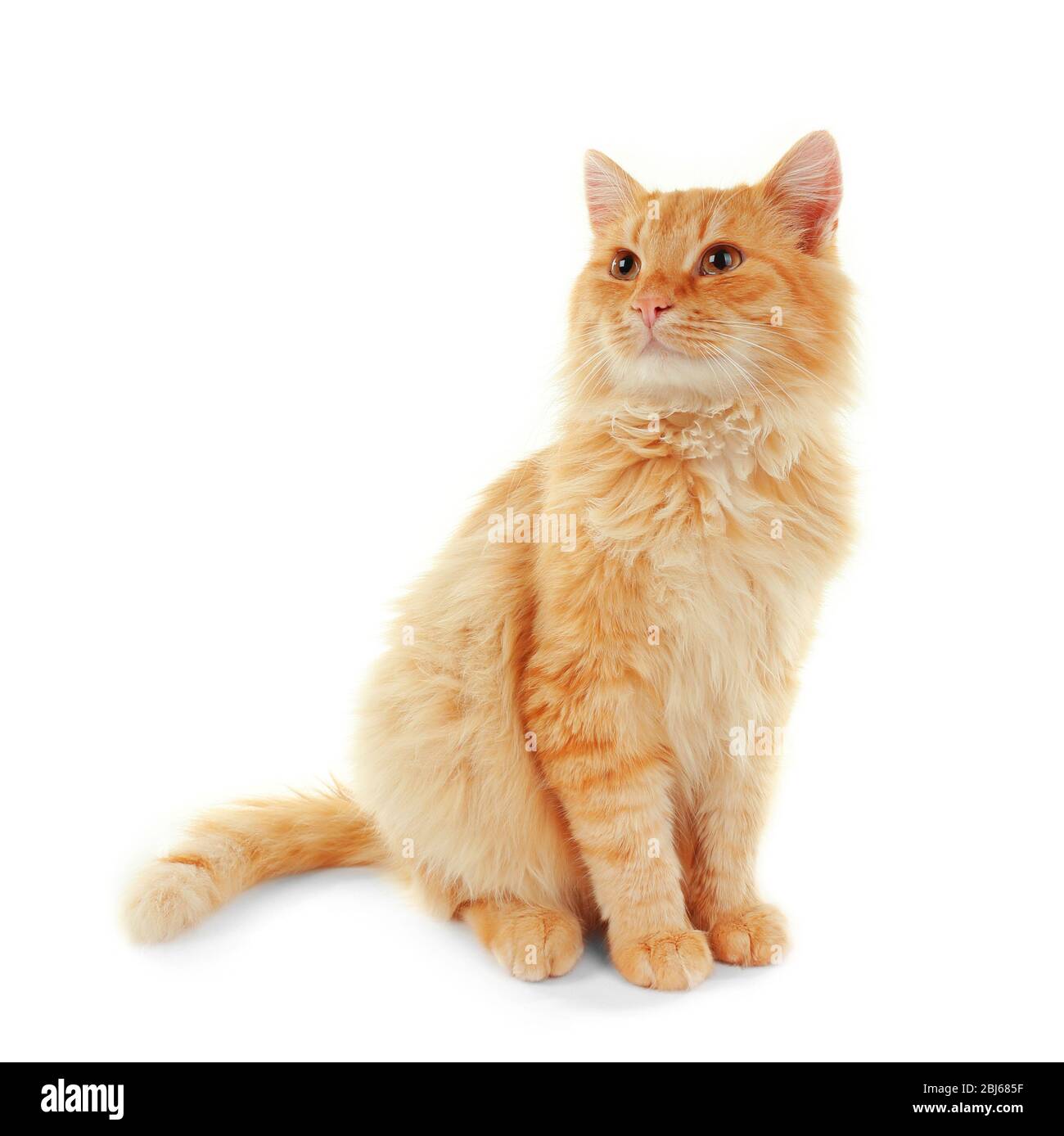 Fluffy red cat isolated on white background Stock Photo - Alamy