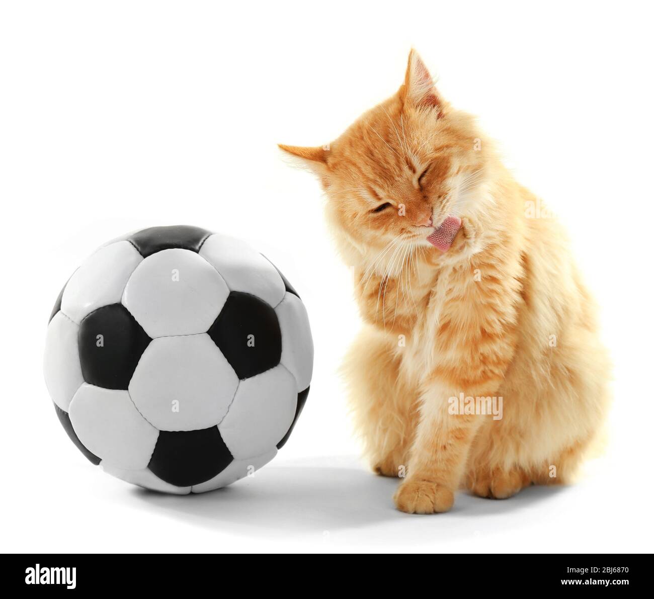 Red cat with football ball isolated on white background Stock Photo - Alamy