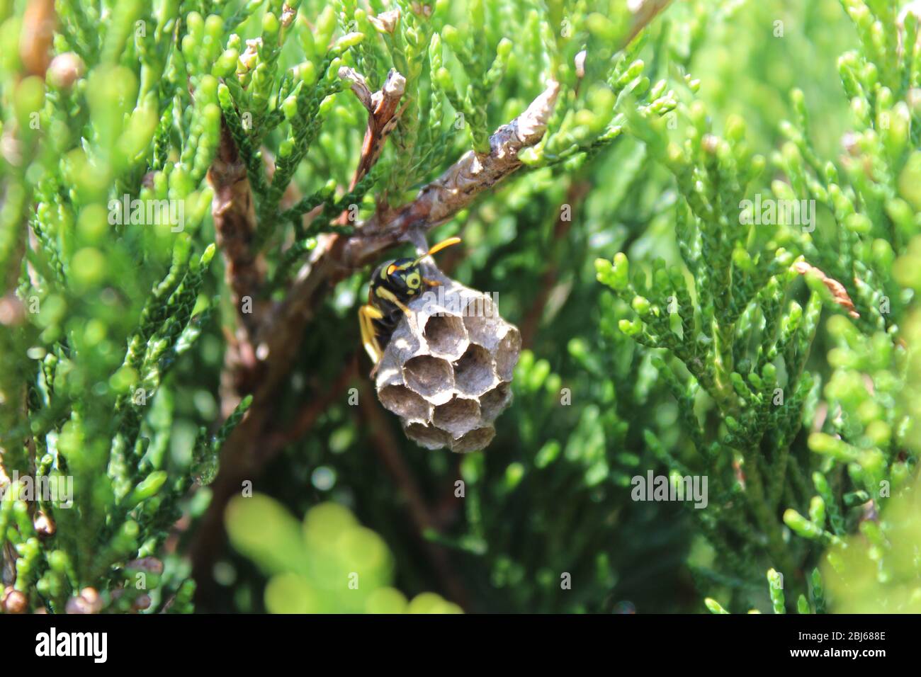 Paper wasp building a small nest Stock Photo - Alamy