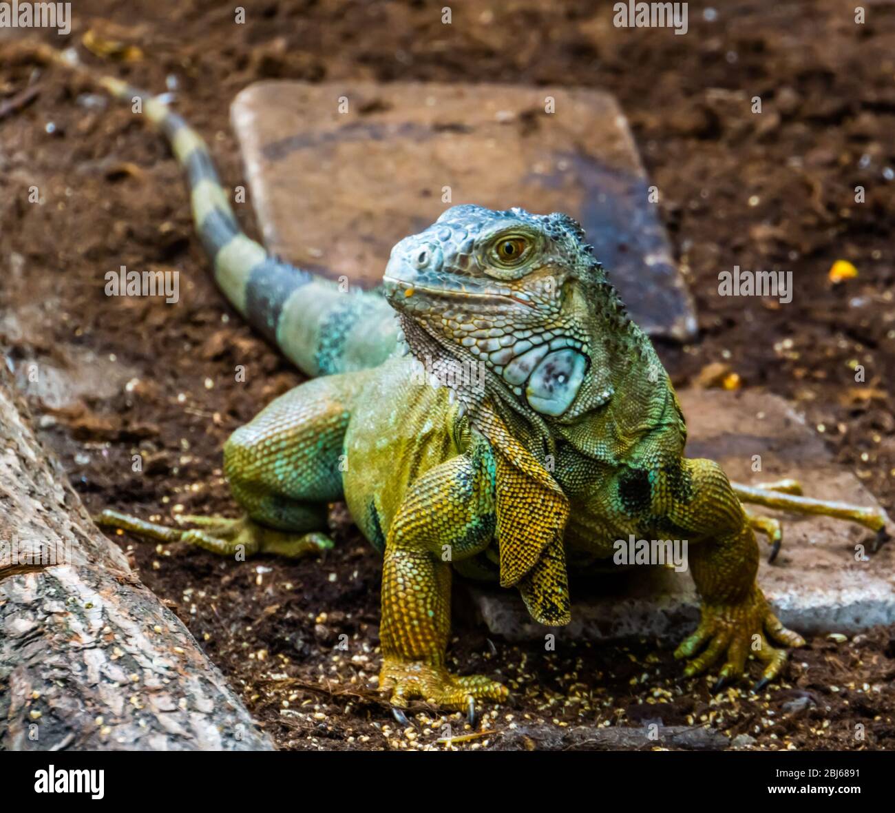 beautiful closeup portrait of a green american iguana, popular tropical ...