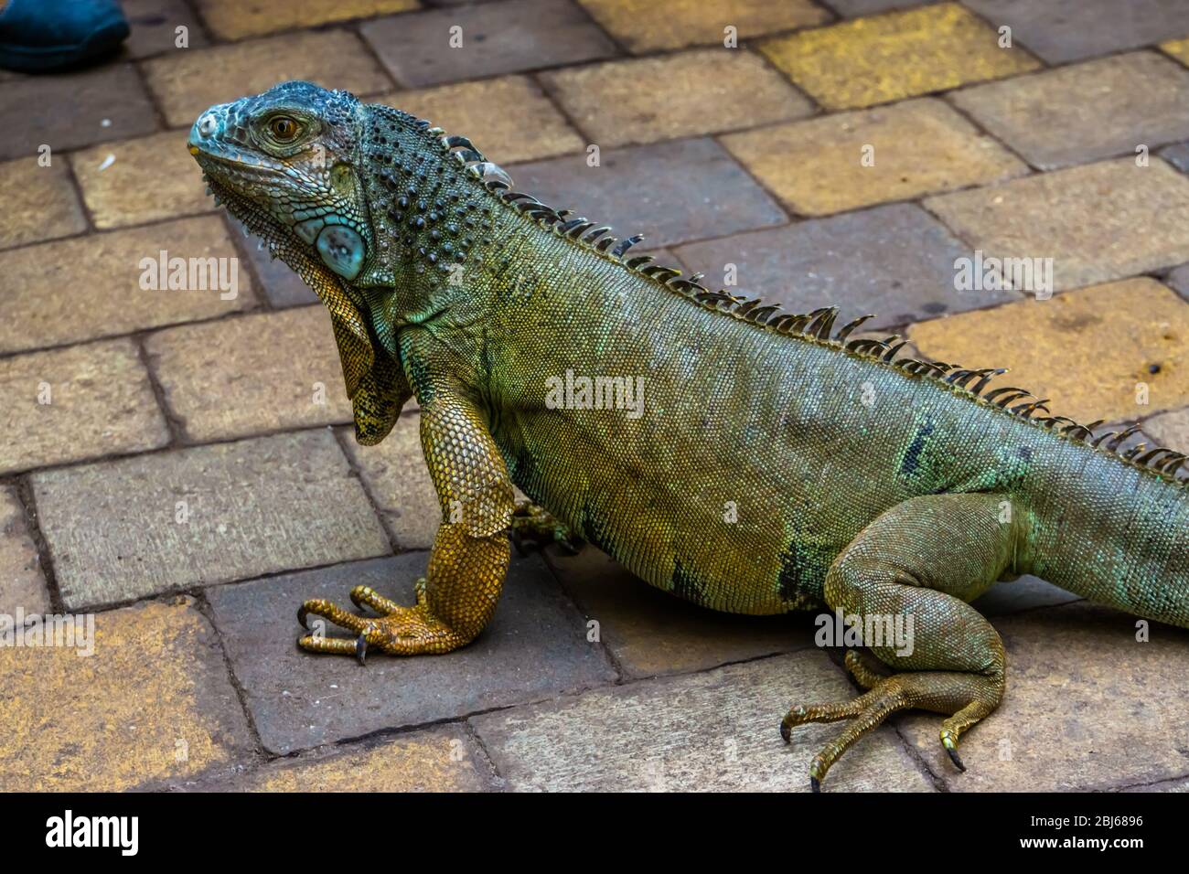 closeup of a green american iguana, popular tropical reptile specie ...
