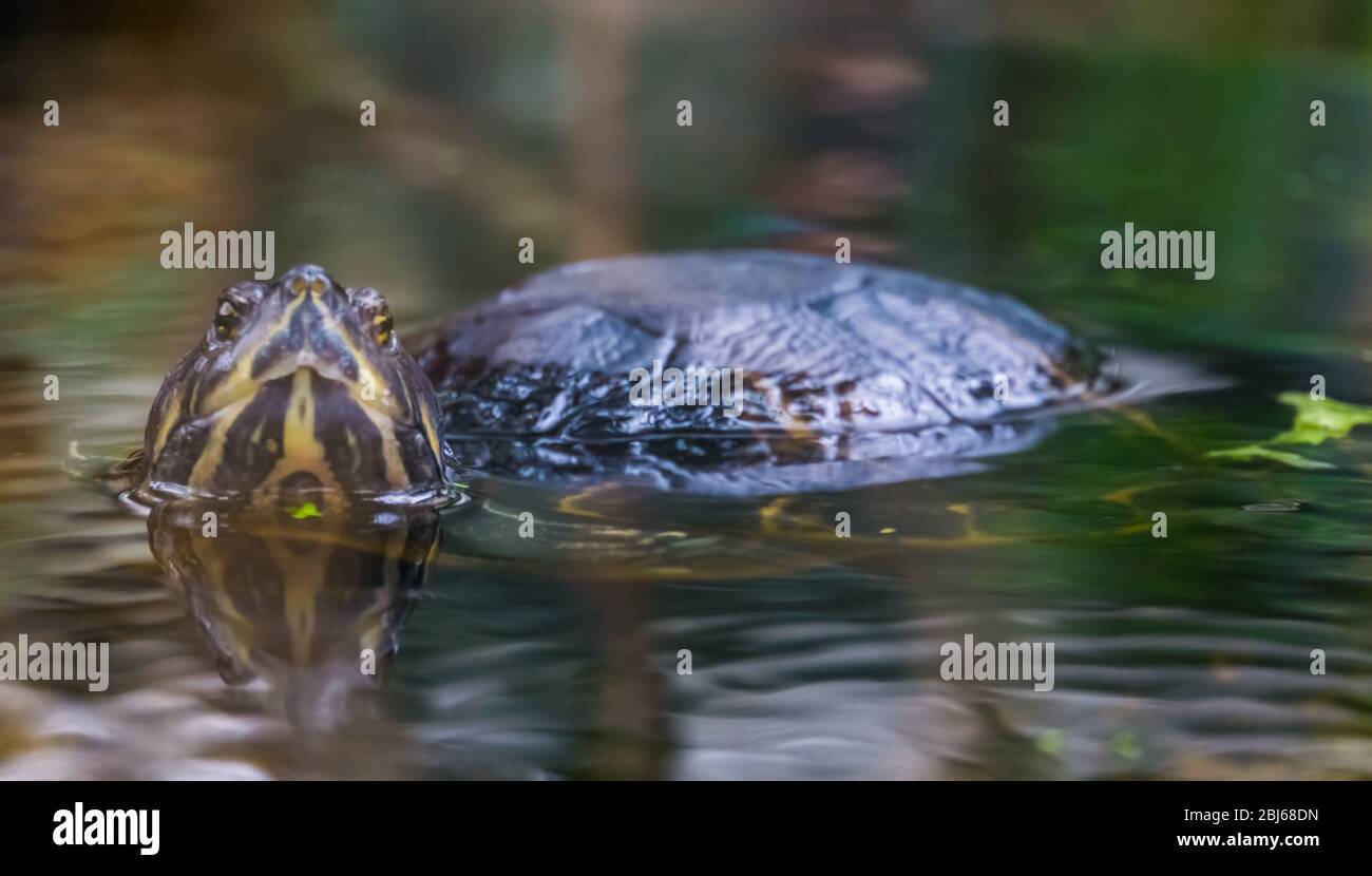 Turtle swimming to camera hi-res stock photography and images - Alamy