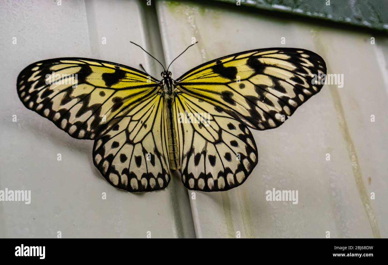 beautiful closeup of a tree nymph butterfly, tropical insect specie ...