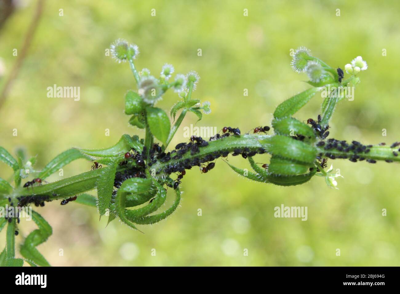 Sticky weeds hi-res stock photography and images - Alamy