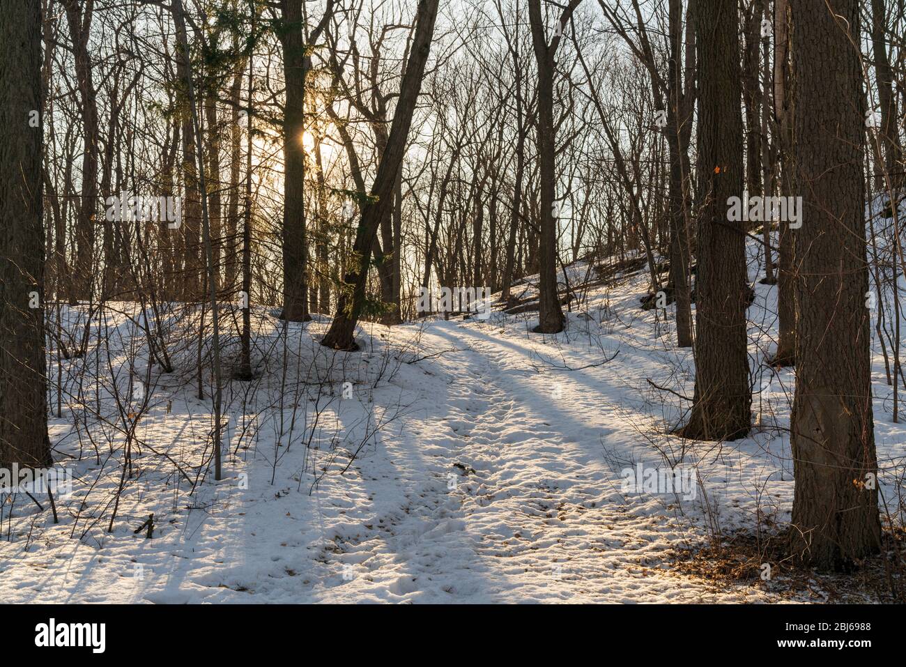 Winter trees casting long shadows hi-res stock photography and images ...