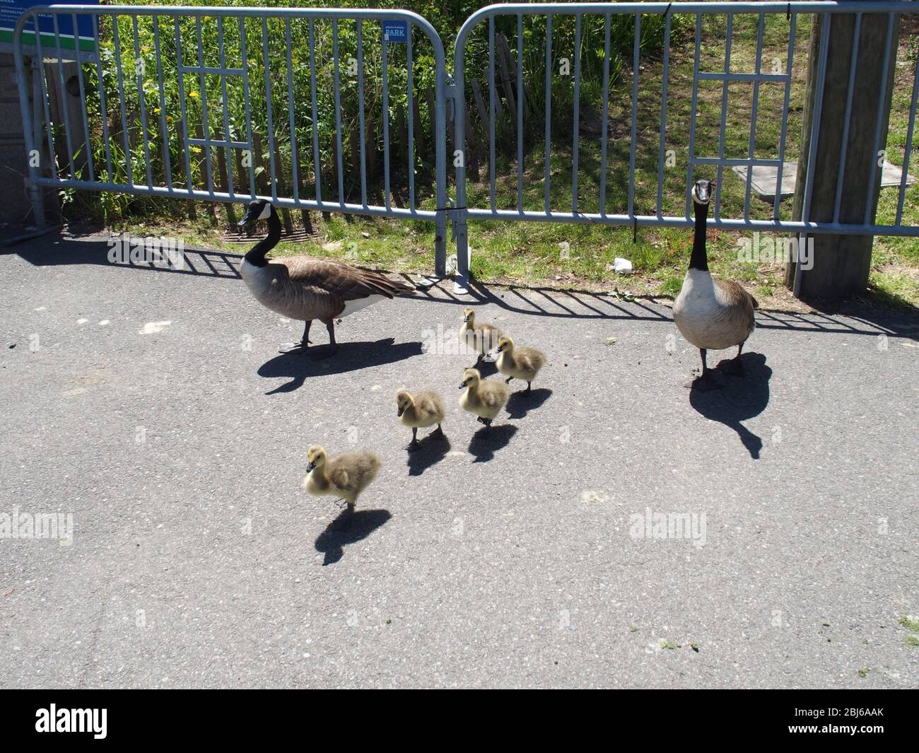New York, New York, USA. 28th Apr, 2020. Brooklyn Bridge Park. Parent ...