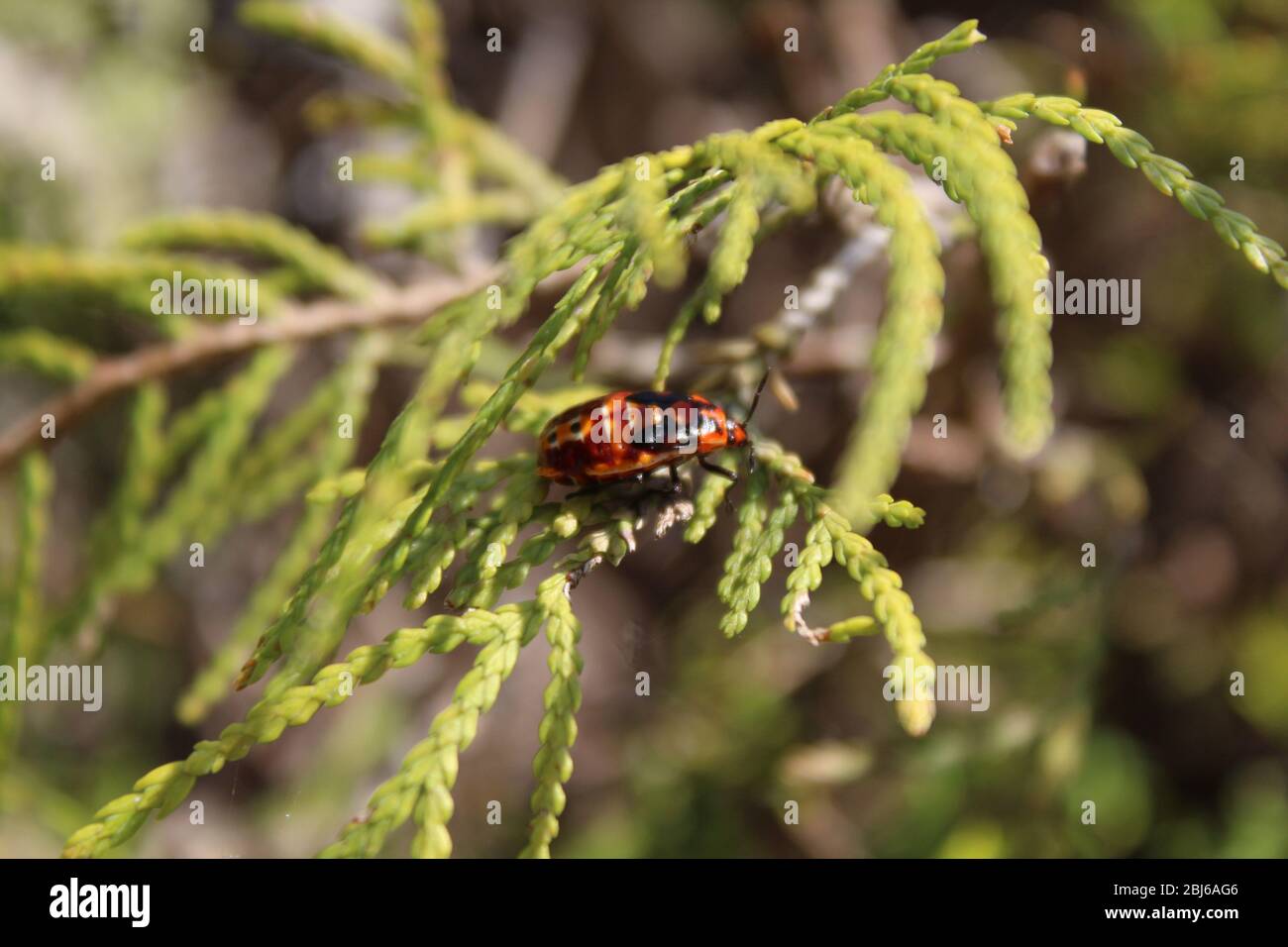 Seed beetle hi-res stock photography and images - Alamy