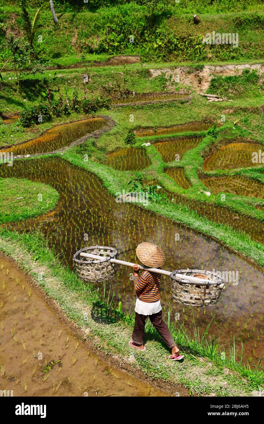 Rice farmer in the rice paddies of Tegallalang, Ubud, Bali, Indonesia ...