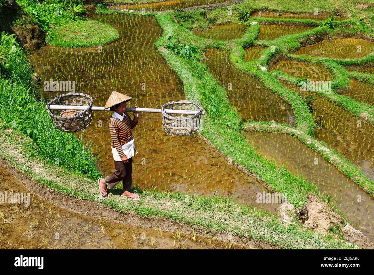 Rice farmer in the rice paddies of Tegallalang, Ubud, Bali, Indonesia ...