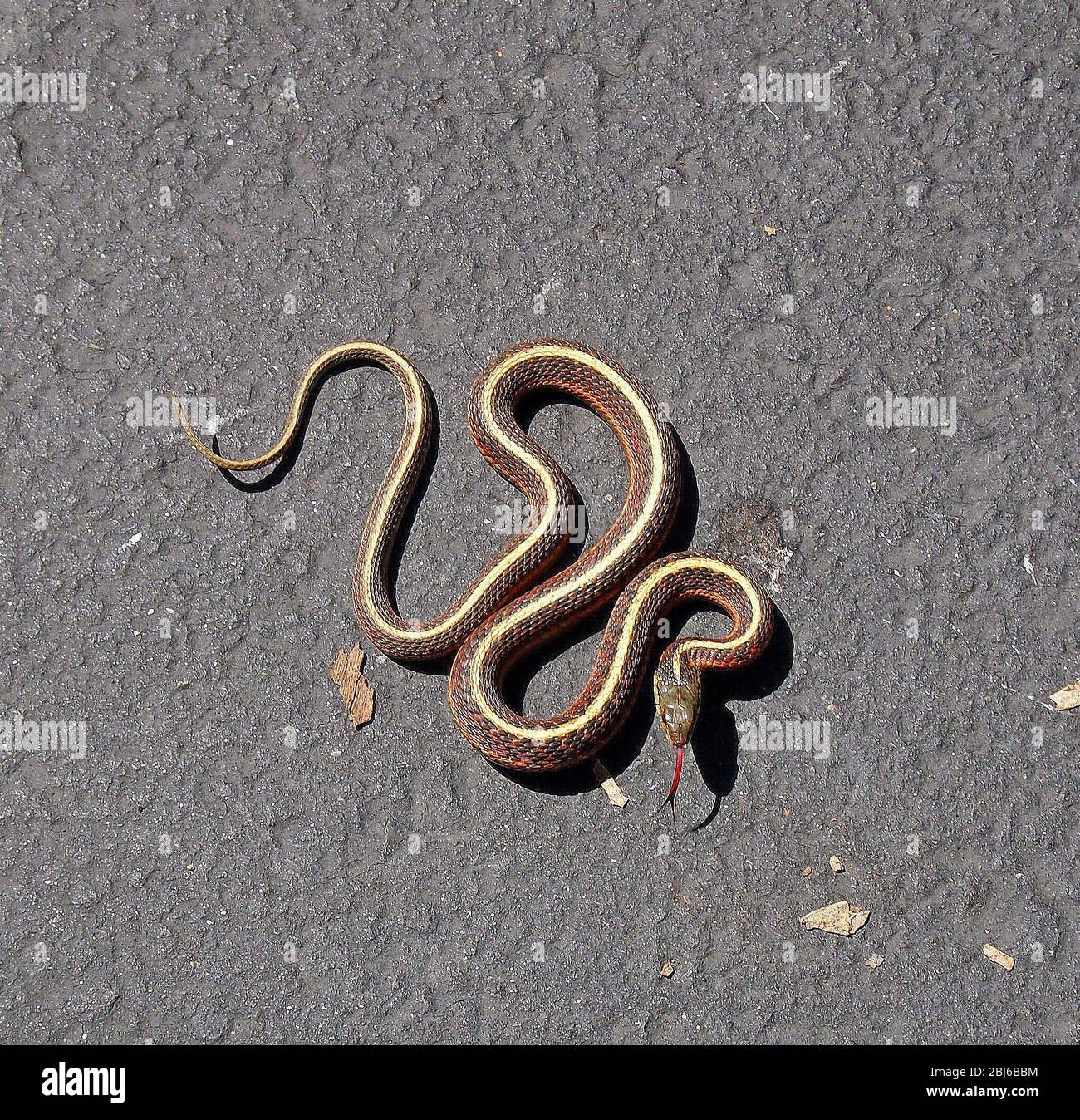 Garter snake on a road in Union City, California Stock Photo - Alamy