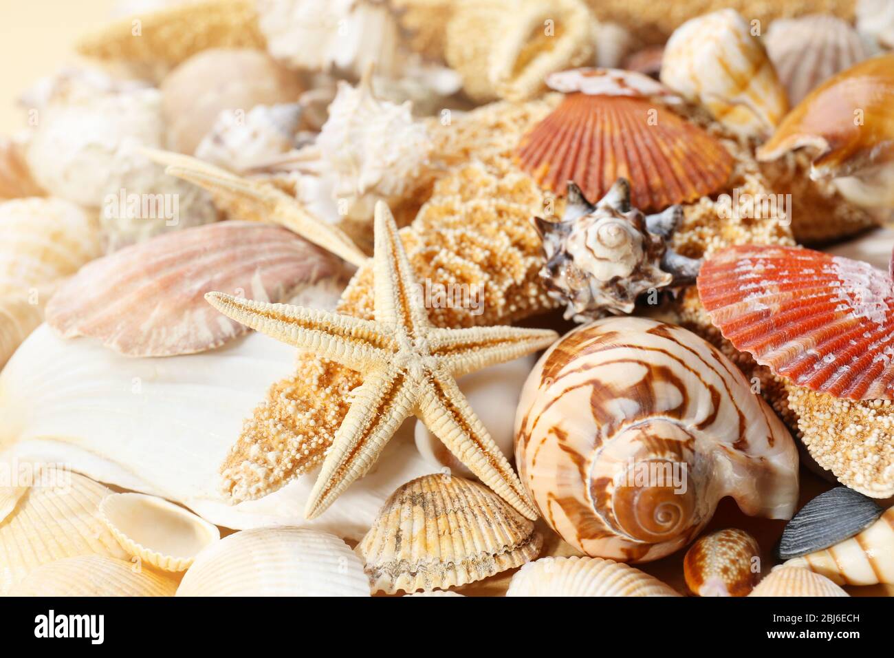 Sea shell background Stock Photo - Alamy