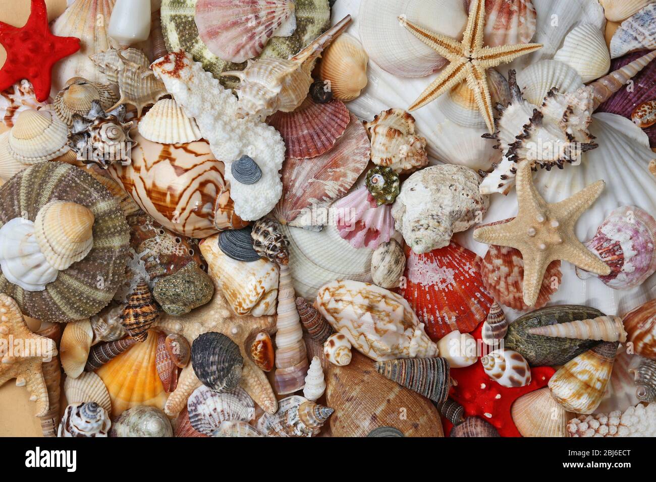 Sea shell background Stock Photo - Alamy