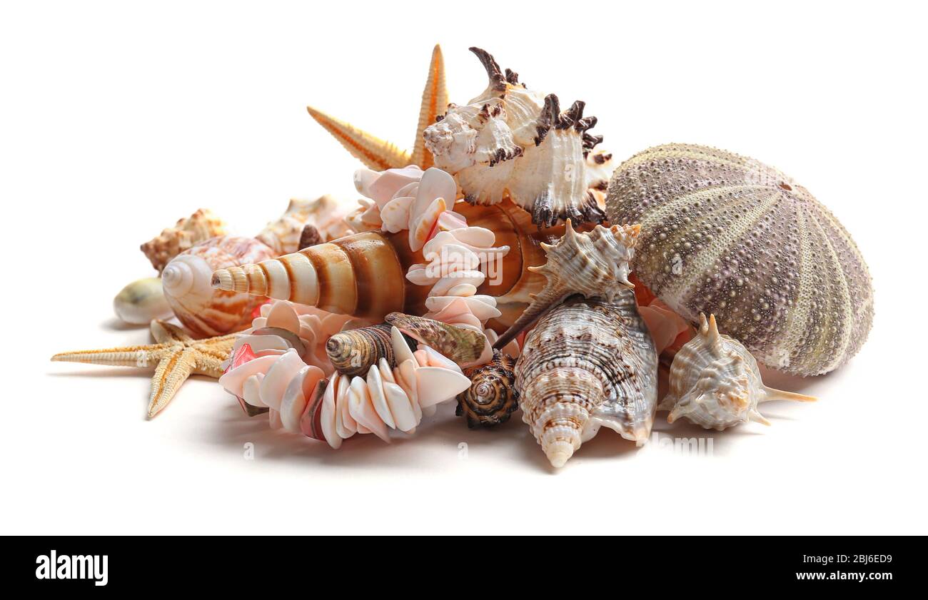 Sea shells isolated on white Stock Photo - Alamy
