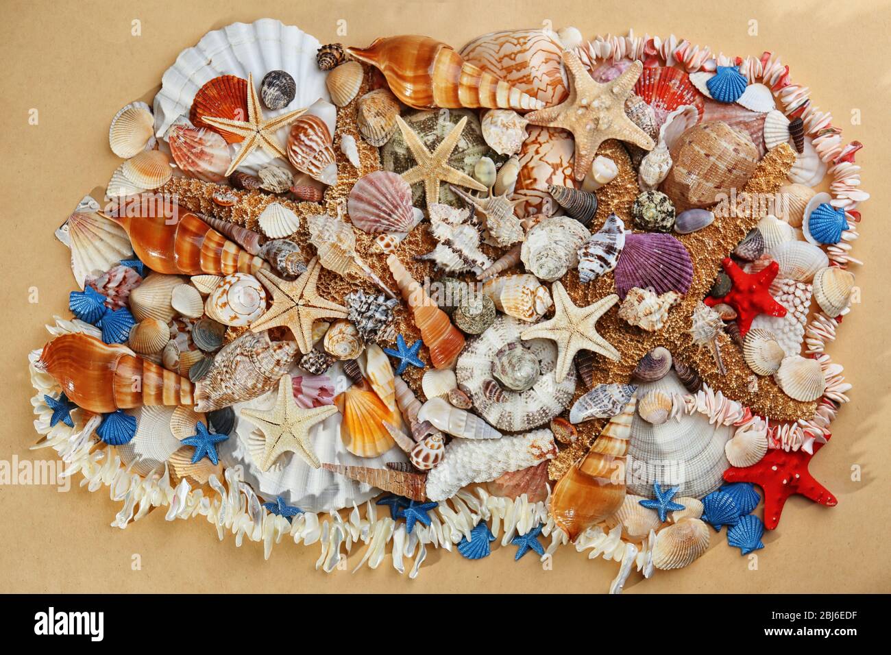Sea shells on beige background Stock Photo - Alamy