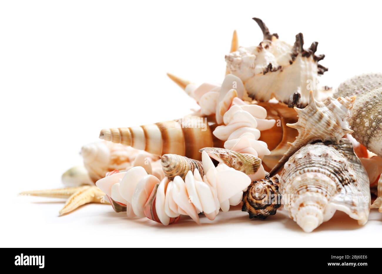 Sea shells isolated on white Stock Photo - Alamy
