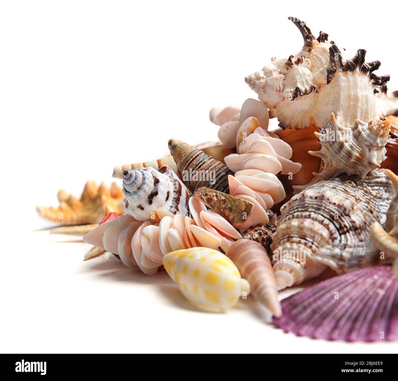 Sea shells isolated on white Stock Photo - Alamy