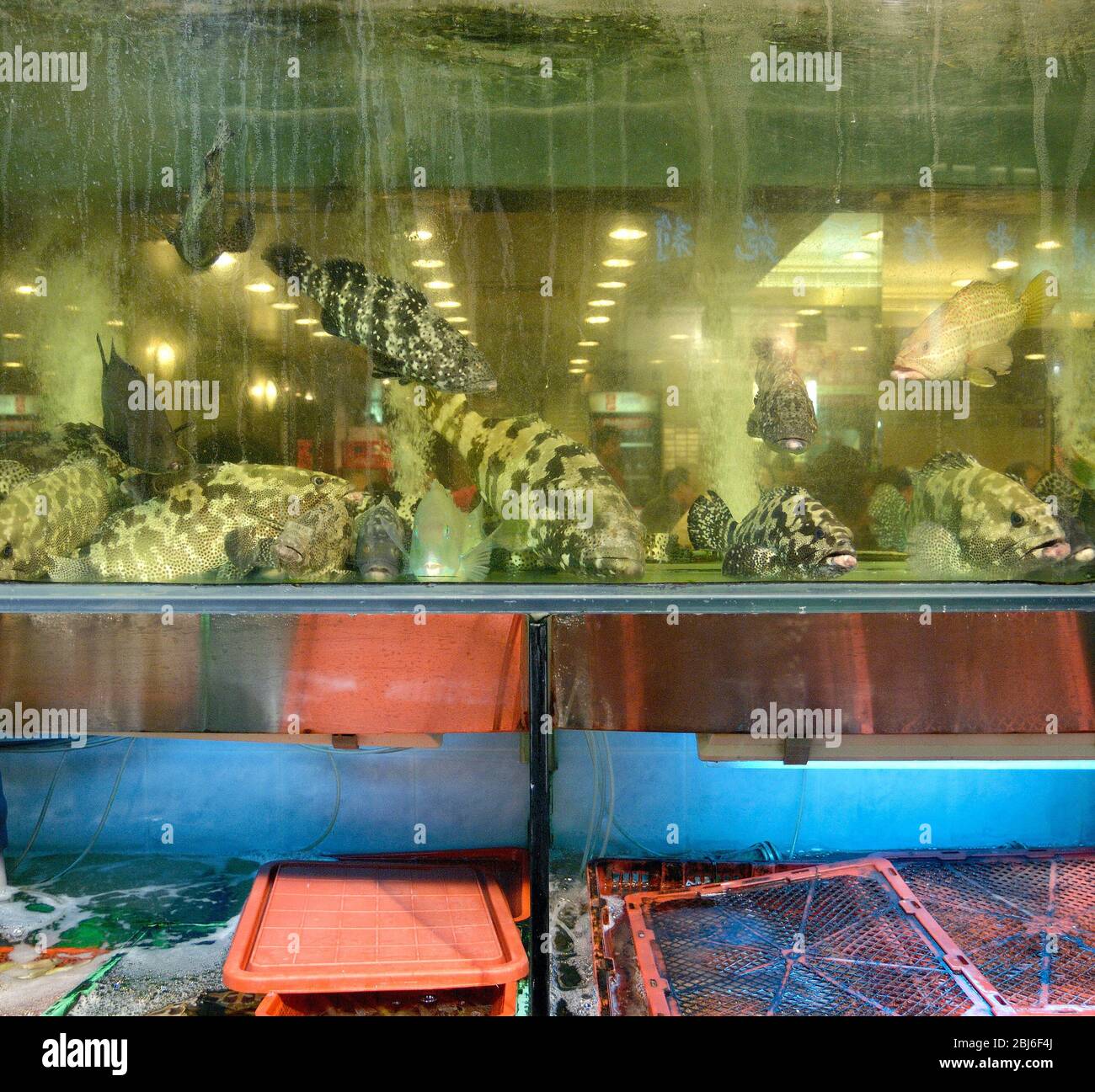 Chinese Restaurant Fish Tank High Resolution Stock Photography and ...
