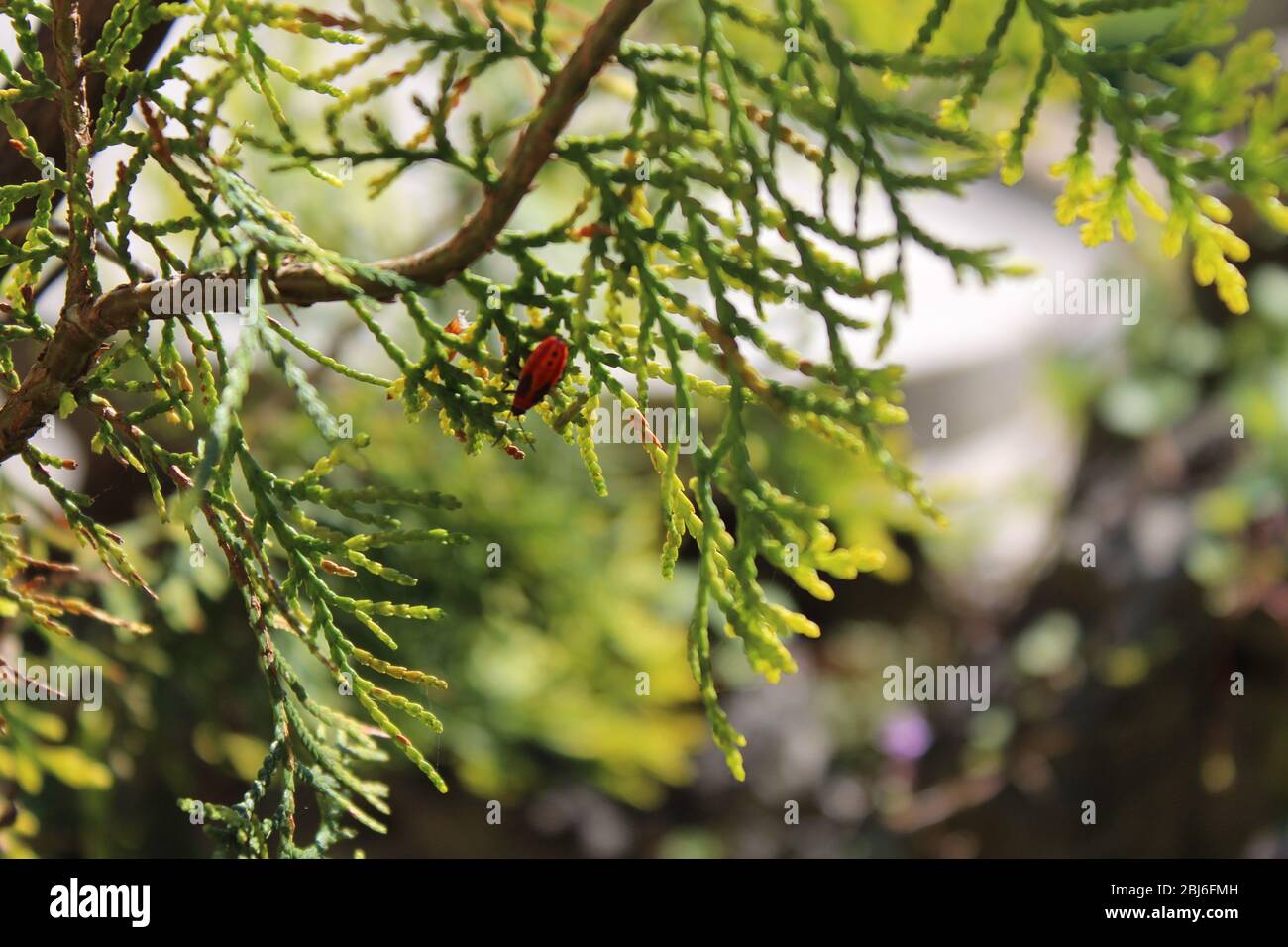 Conifer leaf hi-res stock photography and images - Alamy