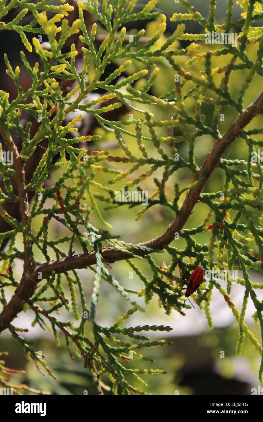 Conifer plant hi-res stock photography and images - Alamy