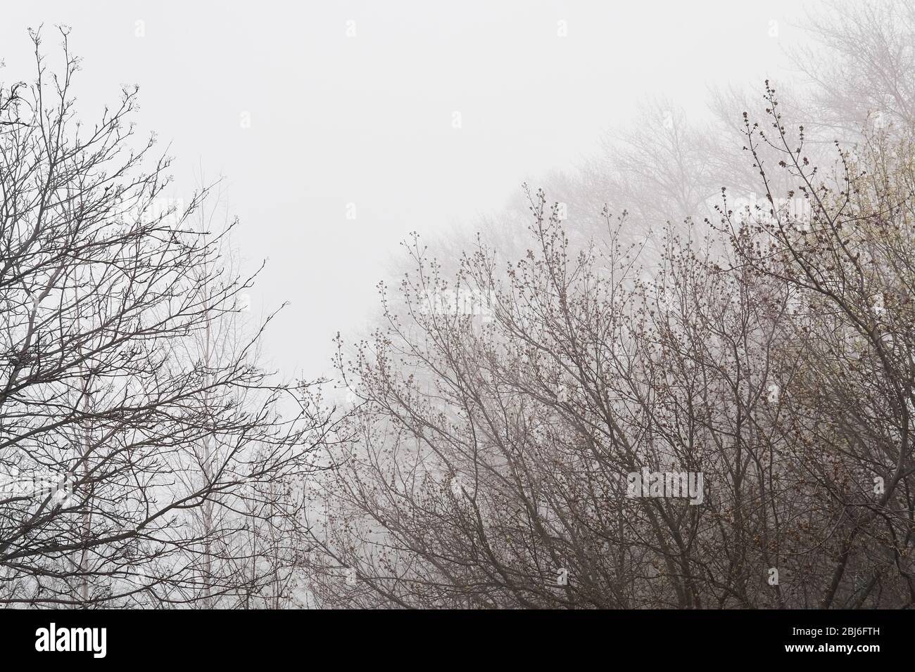treetops with blooming buds in early spring are barely visible in the ...