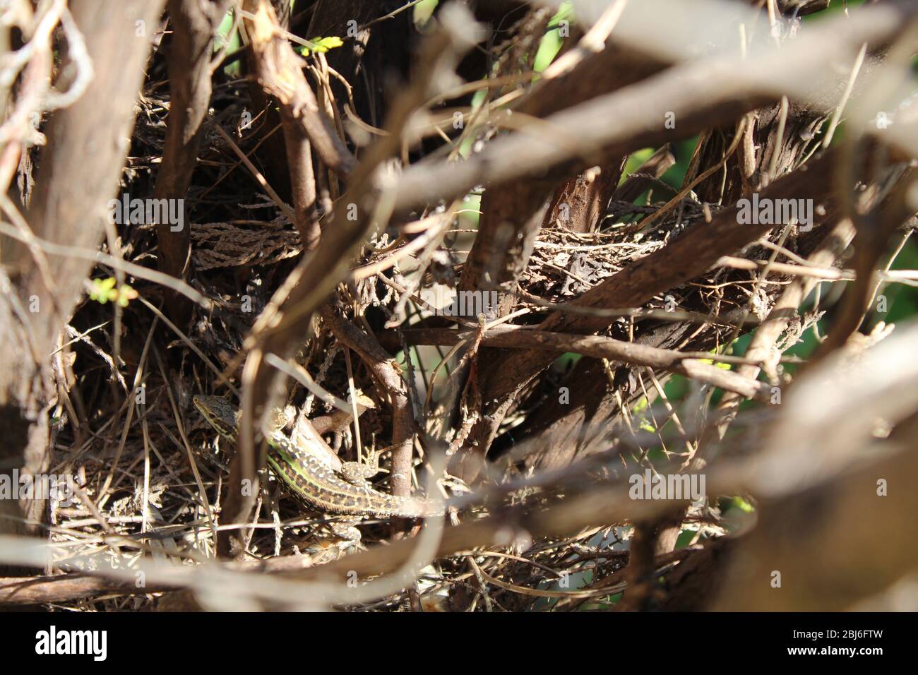 Italian wall lizard in Roman garden Stock Photo - Alamy
