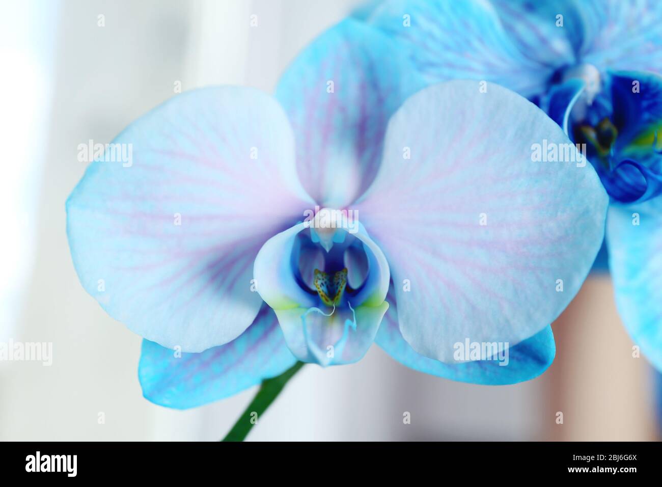 Beautiful blue orchid flowers, close up Stock Photo - Alamy