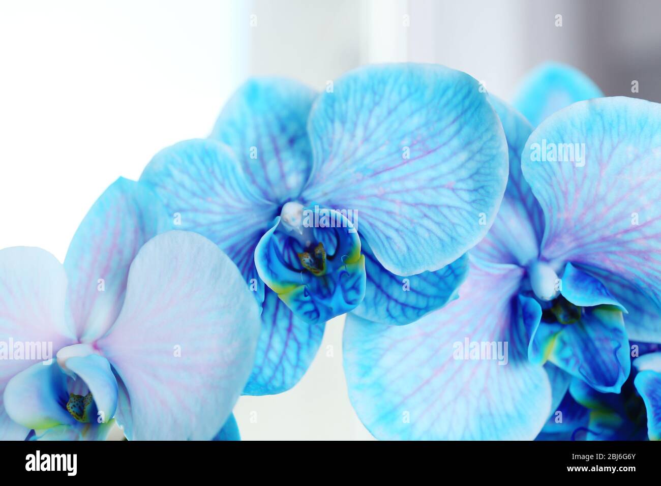 Beautiful blue orchid flowers, close up Stock Photo - Alamy