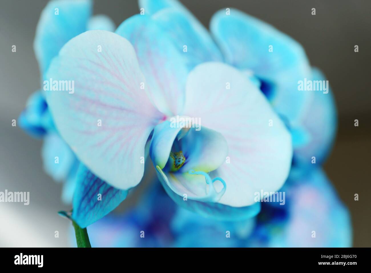 Beautiful blue orchid flowers, close up Stock Photo - Alamy