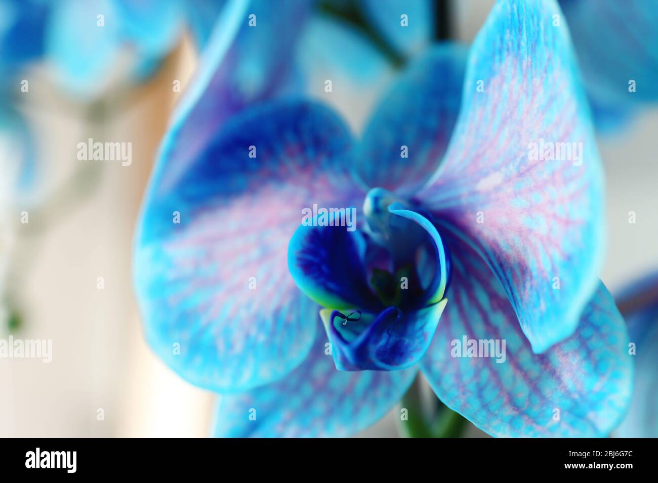 Beautiful blue orchid flowers, close up Stock Photo - Alamy