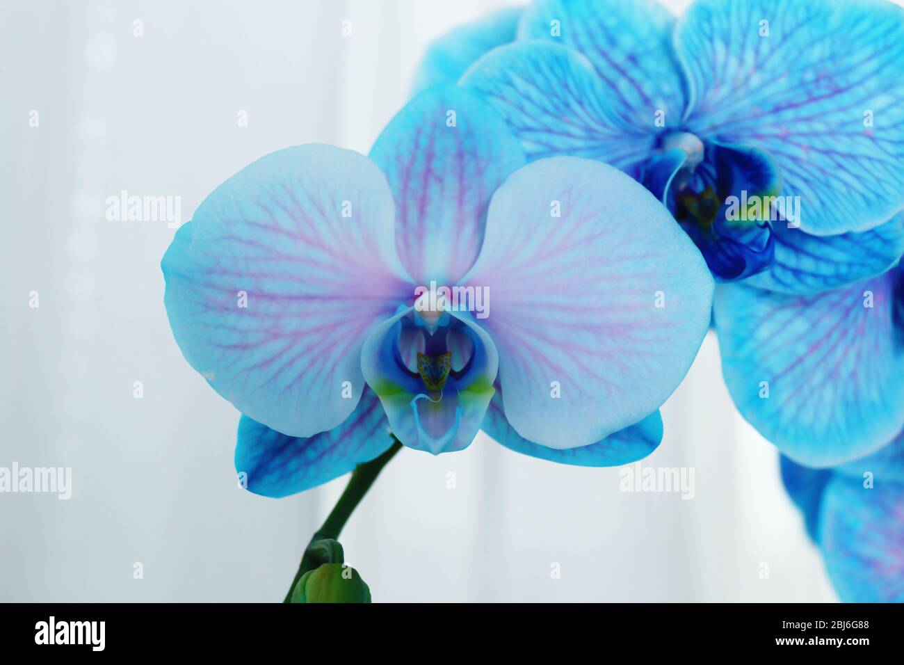 Beautiful blue orchid flowers, close up Stock Photo - Alamy