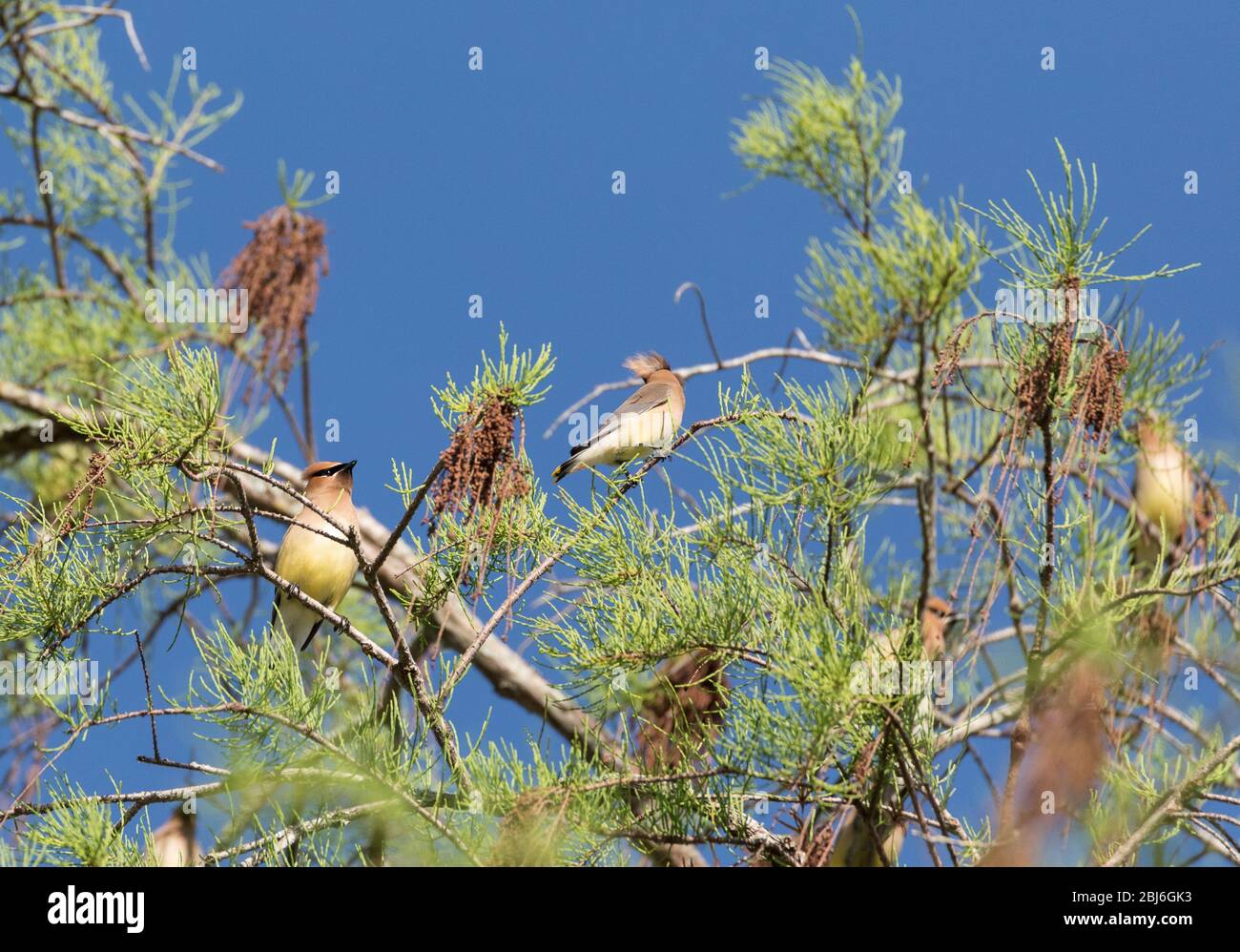 Flock of Cedar waxwing bird Bombycilla cedrorum perch on a tree and ...