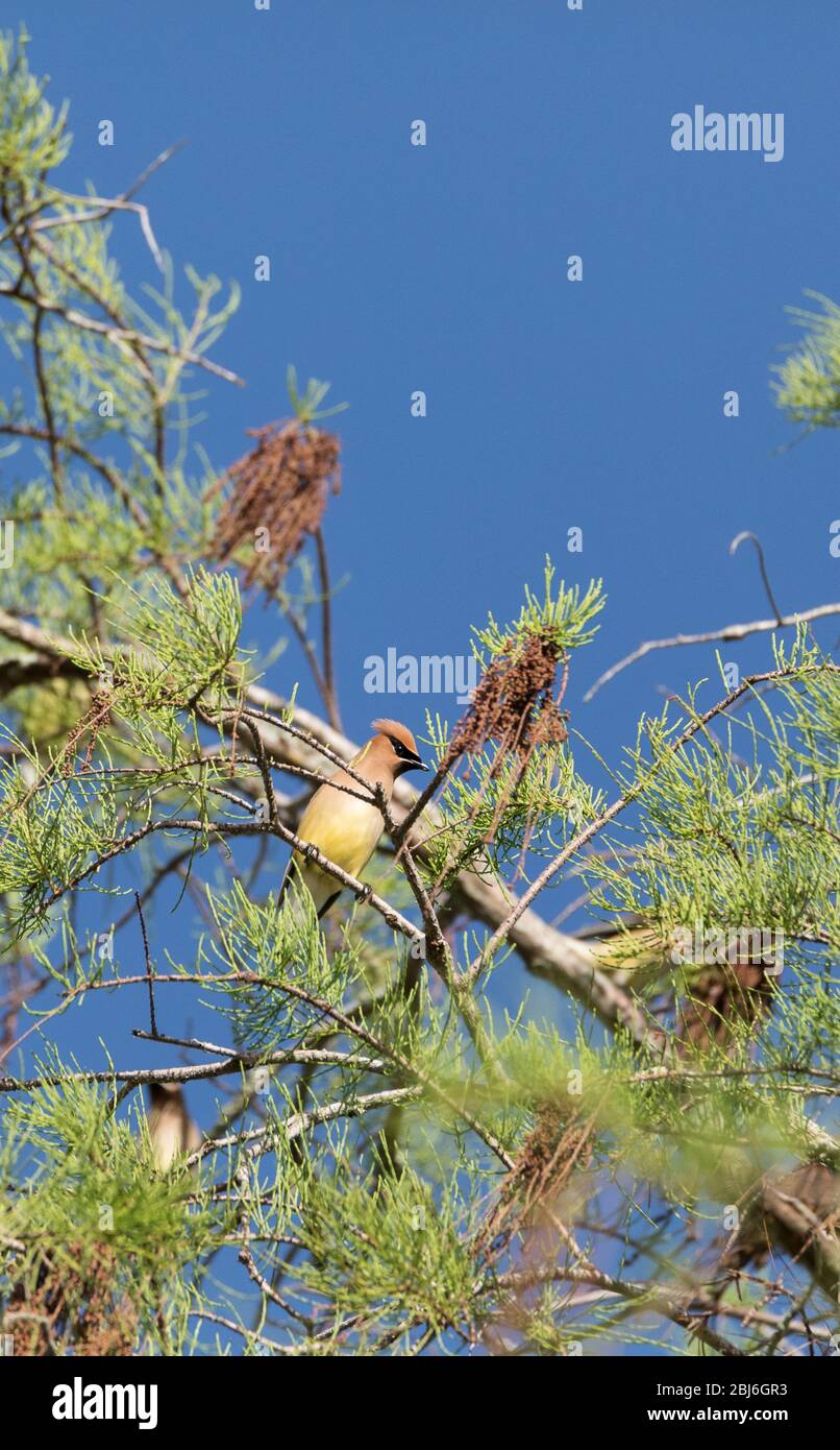 Flock of Cedar waxwing bird Bombycilla cedrorum perch on a tree and ...