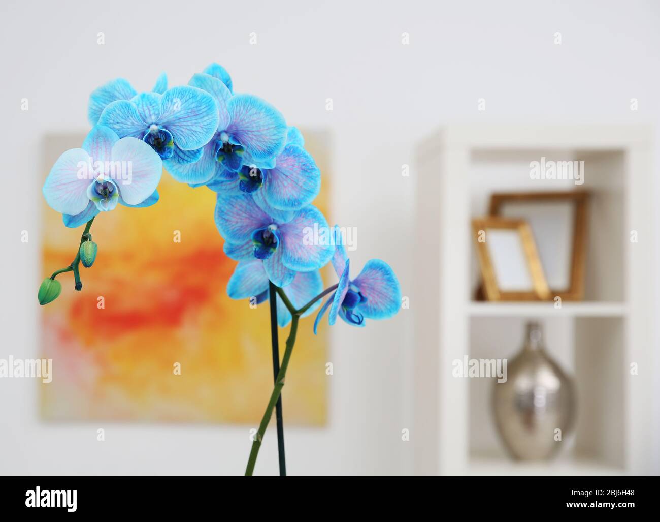 Beautiful blue orchid in interior design Stock Photo - Alamy