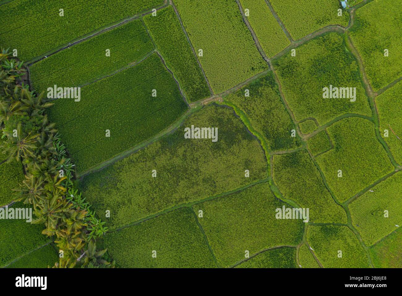 Rice field from drone. Top view. Nature background Stock Photo - Alamy