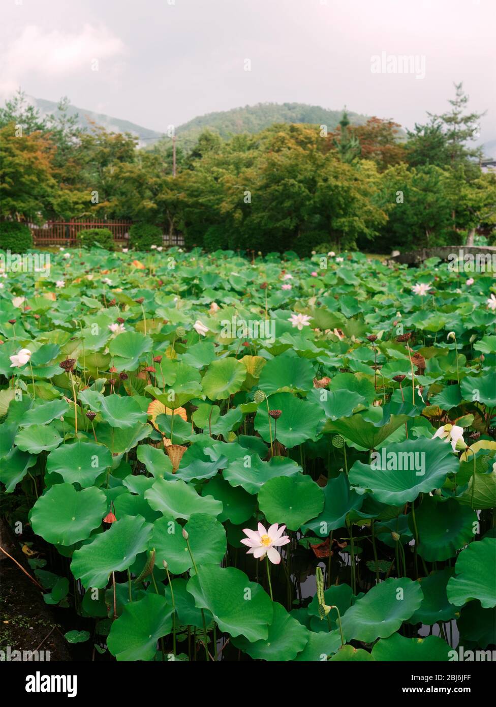 Japanese lotus tree hi-res stock photography and images - Alamy
