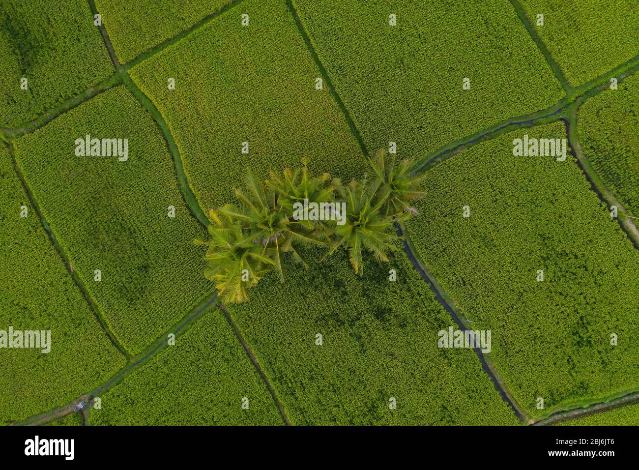 Rice field from drone. Top view. Nature green background Stock Photo ...