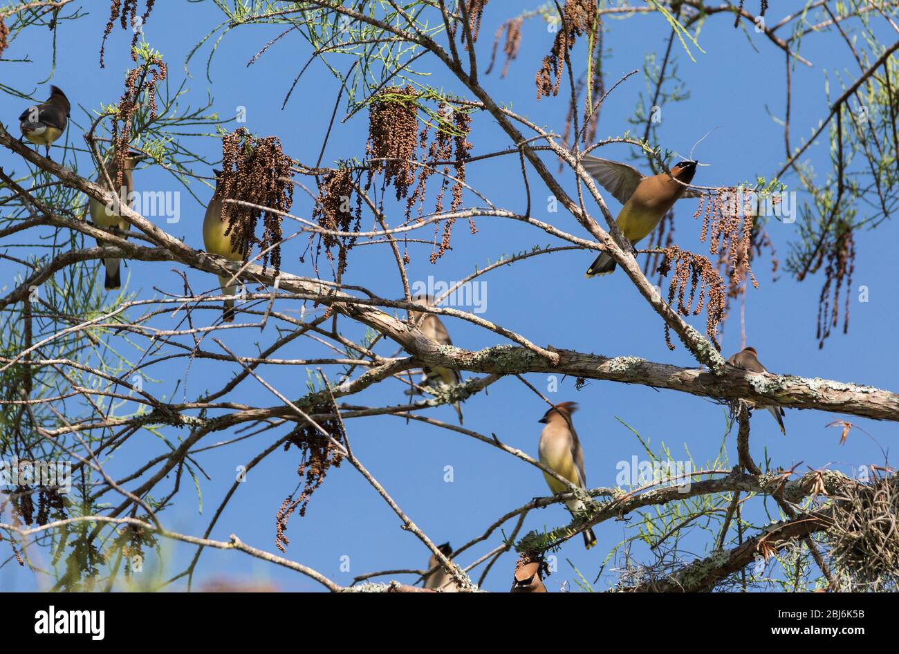 Flock of Cedar waxwing bird Bombycilla cedrorum perch on a tree and ...