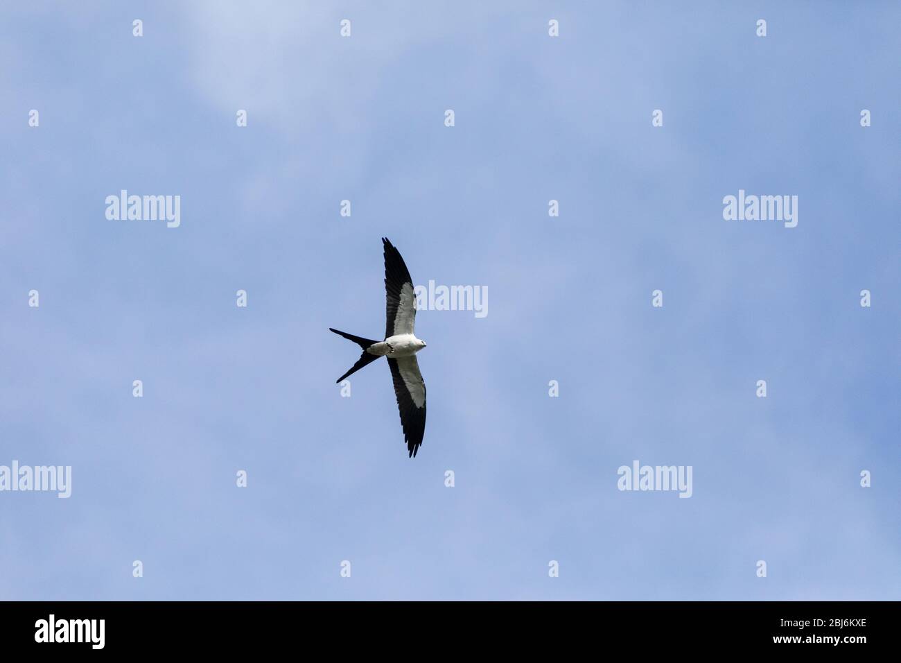 Swallowtail kite Elanoides forficatus flies across a blue sky in Naples ...