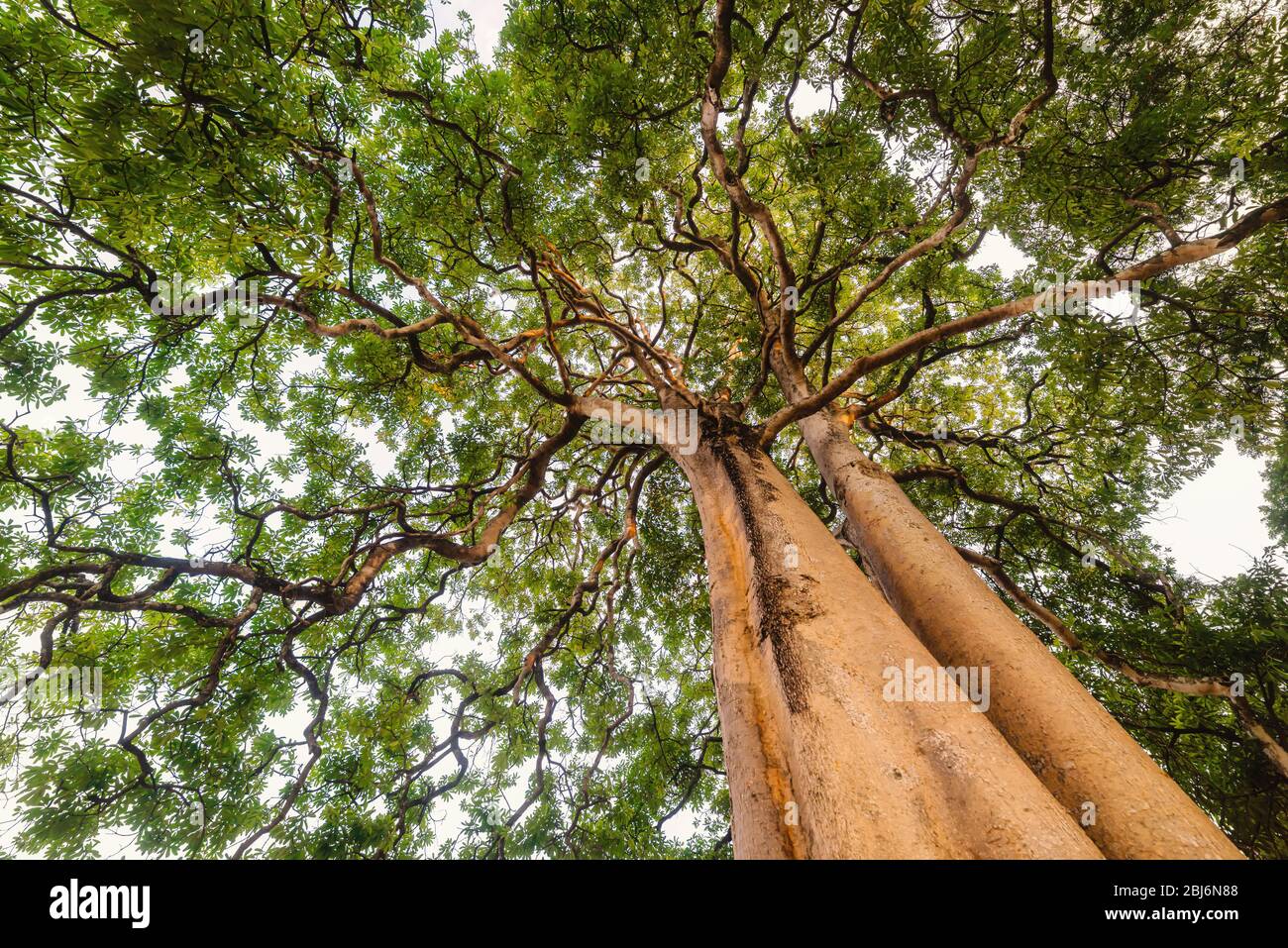 Lonely Tree With Green Foliage and Beautiful Branch From Low Angle View ...