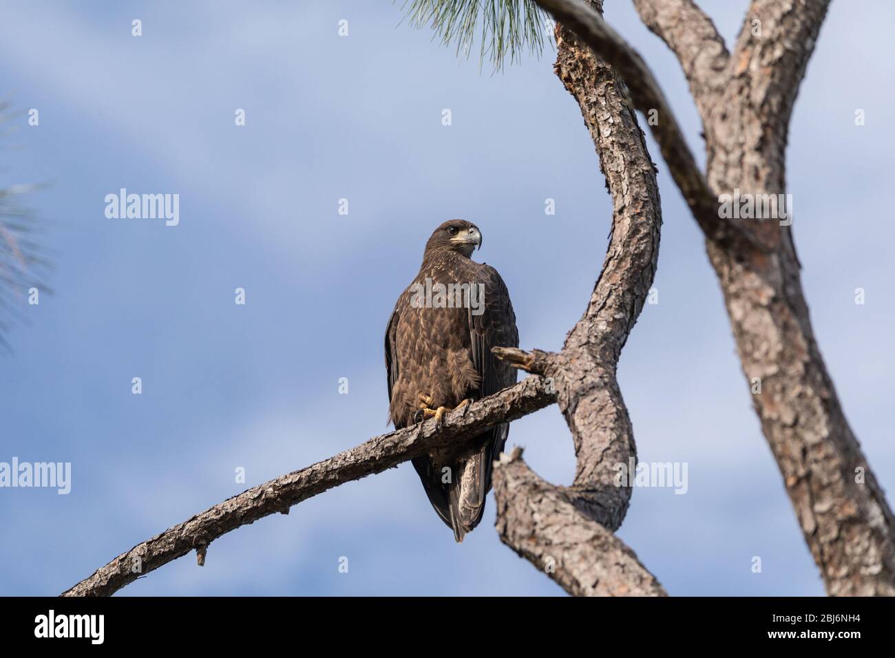 Juvenile bald eagle Haliaeetus leucocephalus bird of prey perches on a ...