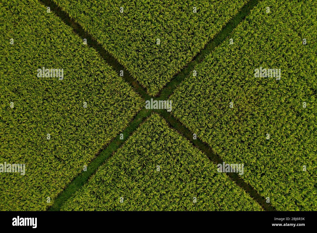 Rice field from drone. Top view. Nature background Stock Photo - Alamy
