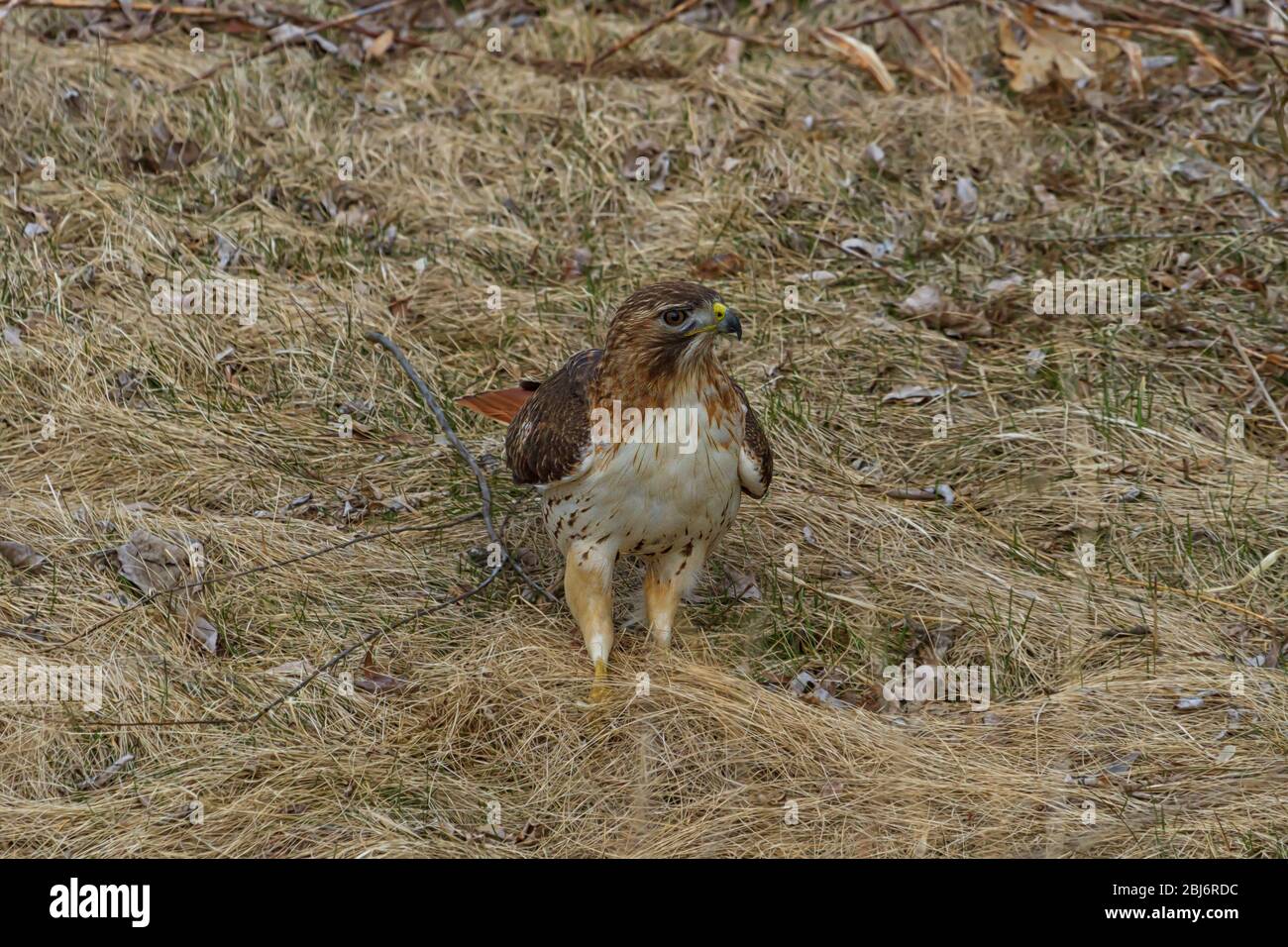 Red tailed hawk on the ground hi-res stock photography and images - Alamy