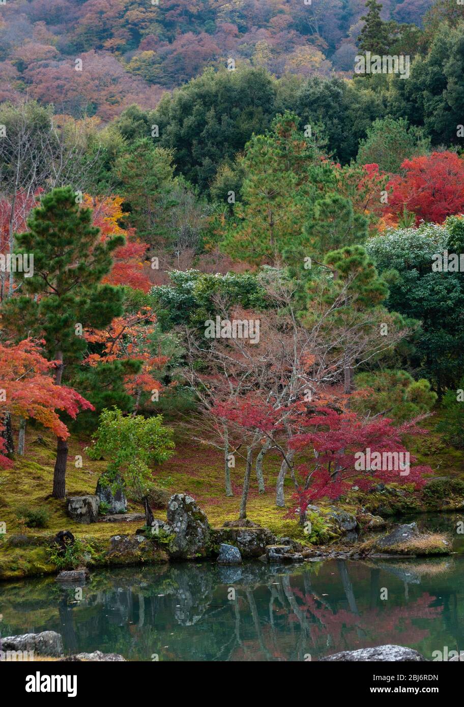 the garden with full autumn colors at the Tenryuji Temple in Kyoto ...